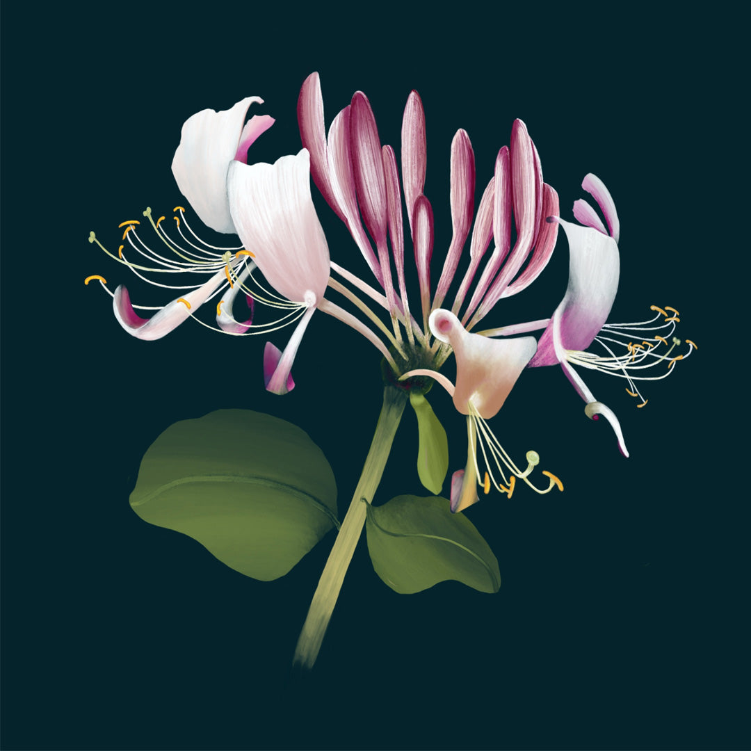 Honeysuckle Illustration